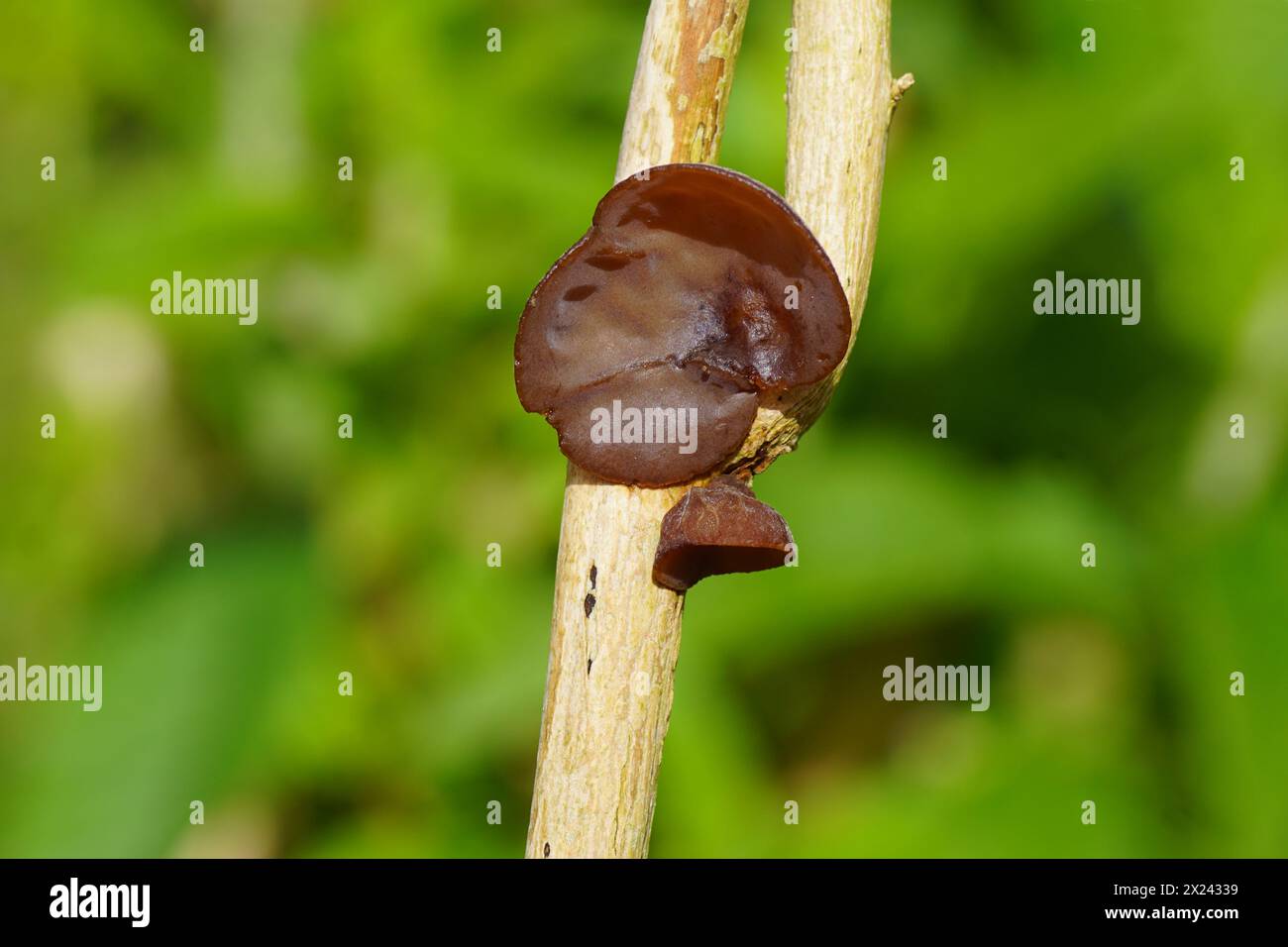 Closeup fungus jelly ear, Judas’s or Jew’s ear (Auricularia auricula ...