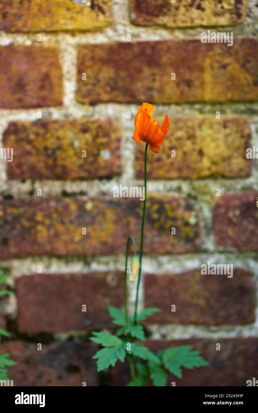 Brick, wall and cement with poppy flower in nature, outside and block ...