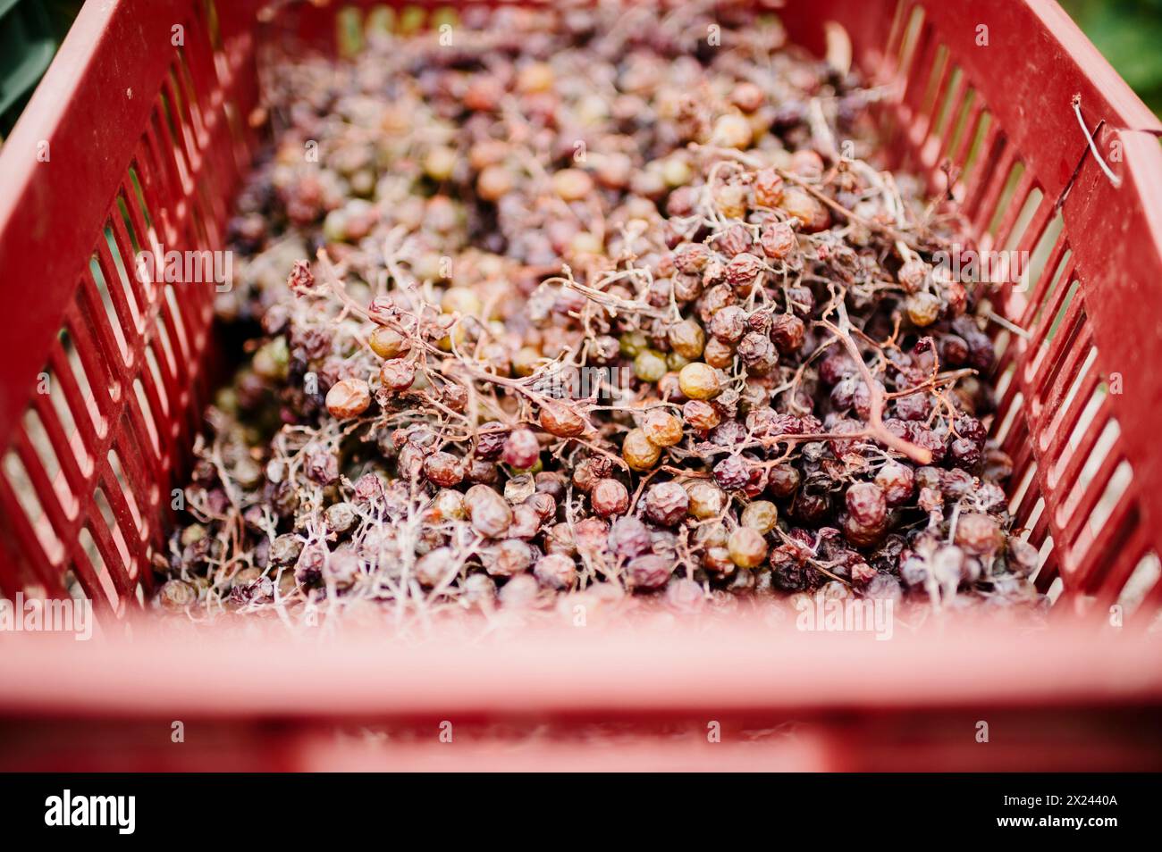 Drying grapes raisins hi-res stock photography and images - Alamy