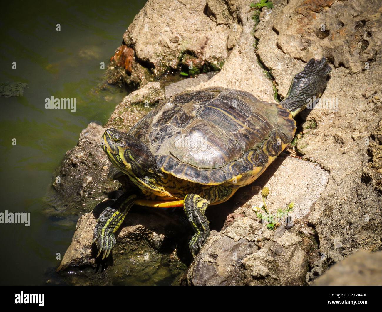 Turtle biology hi-res stock photography and images - Alamy