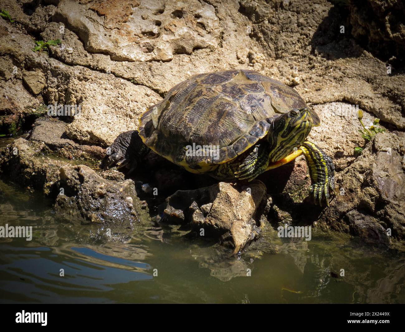 turtle in the sun entering the water at the shore of the park's pond ...