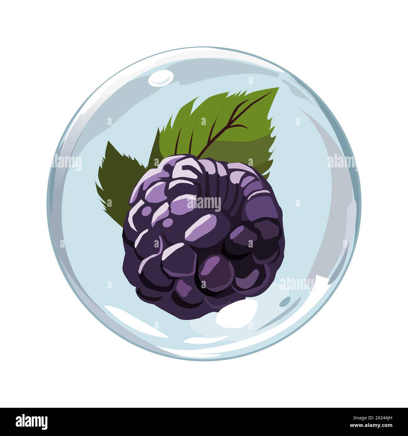 Healthy blue blackberry in air bubble. Isolated vector illustration on ...
