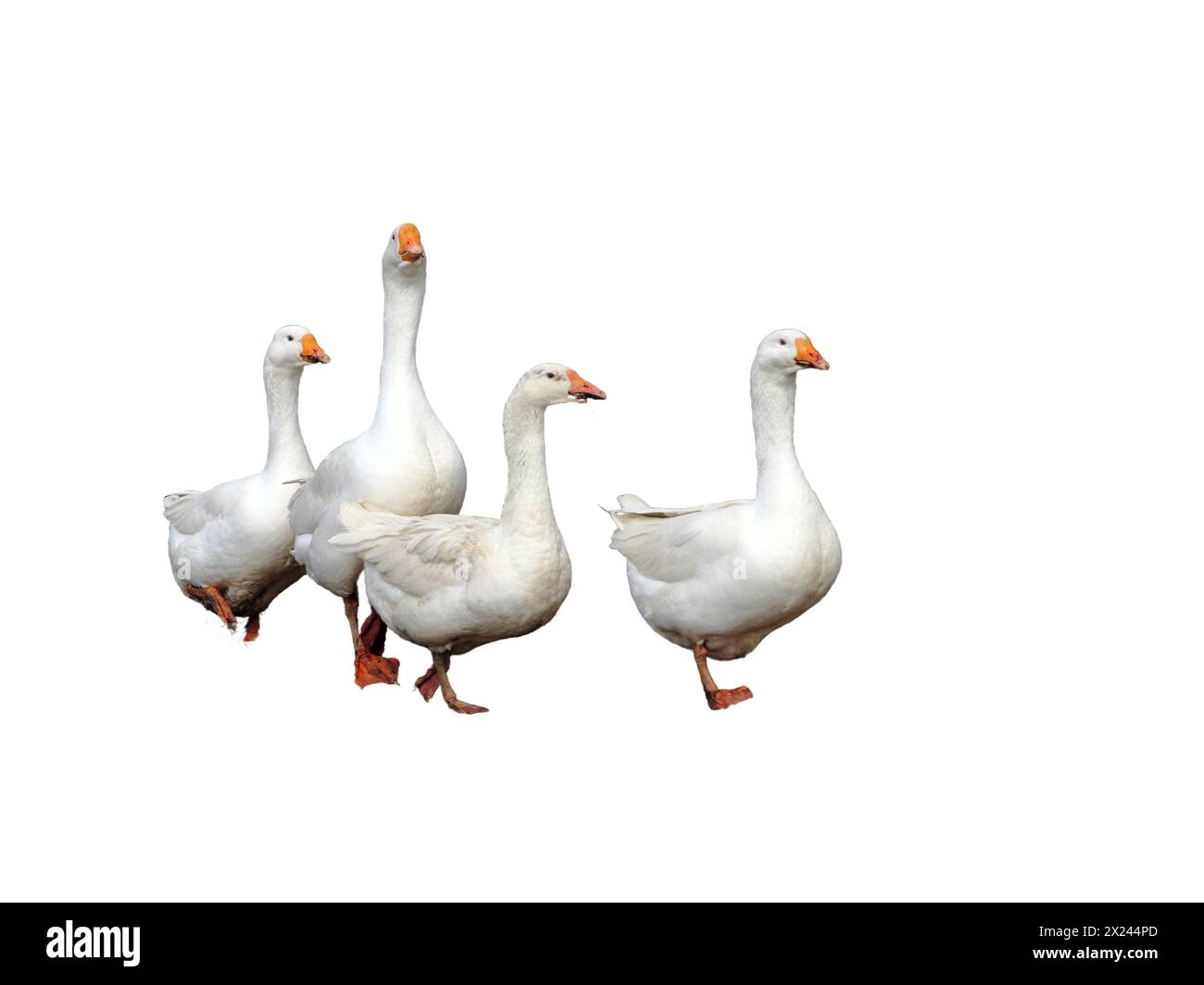 Four white domestic goose isolated on white background Stock Photo - Alamy