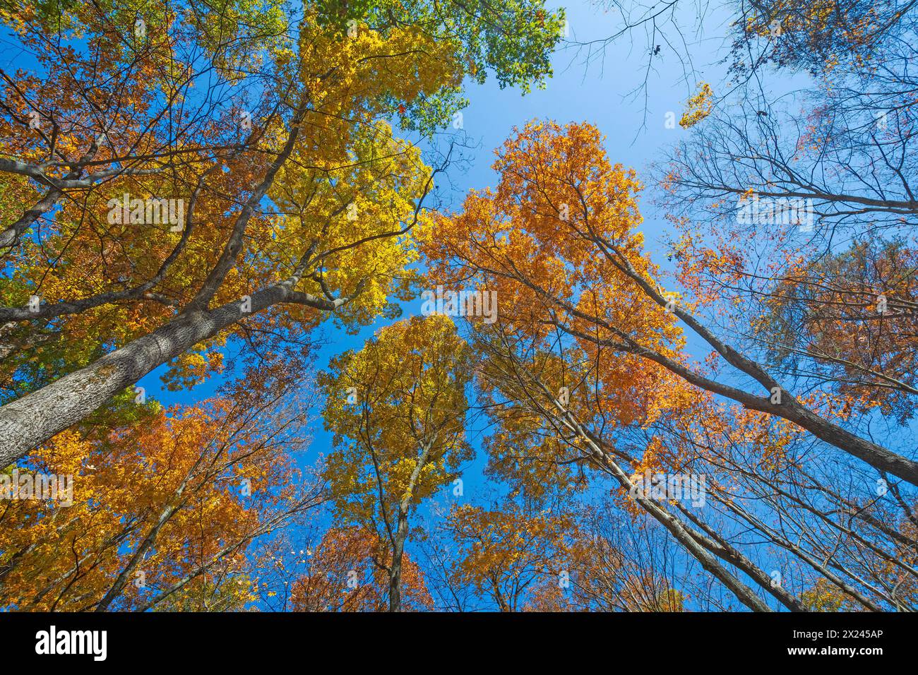 Brilliant Colors in the Canopy High Above in Hocking Hills State Park ...