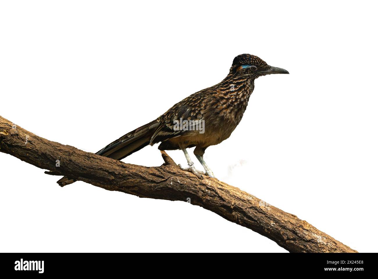 The greater roadrunner (Geococcyx californianus) is a long-legged bird ...