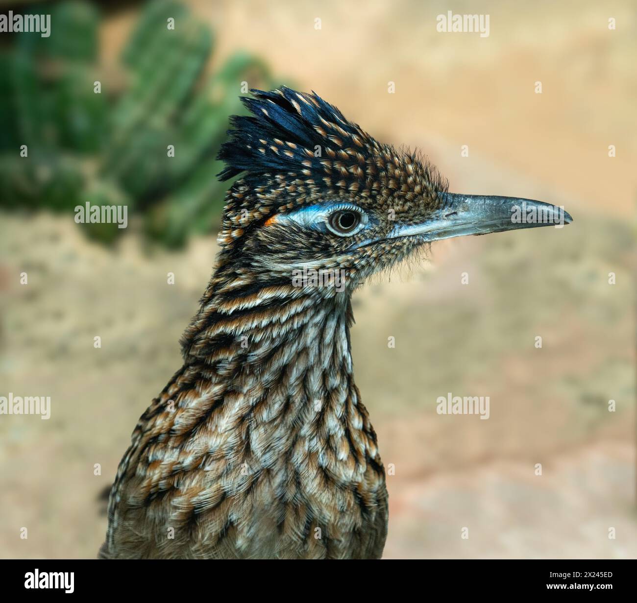 The greater roadrunner (Geococcyx californianus) is a long-legged bird ...