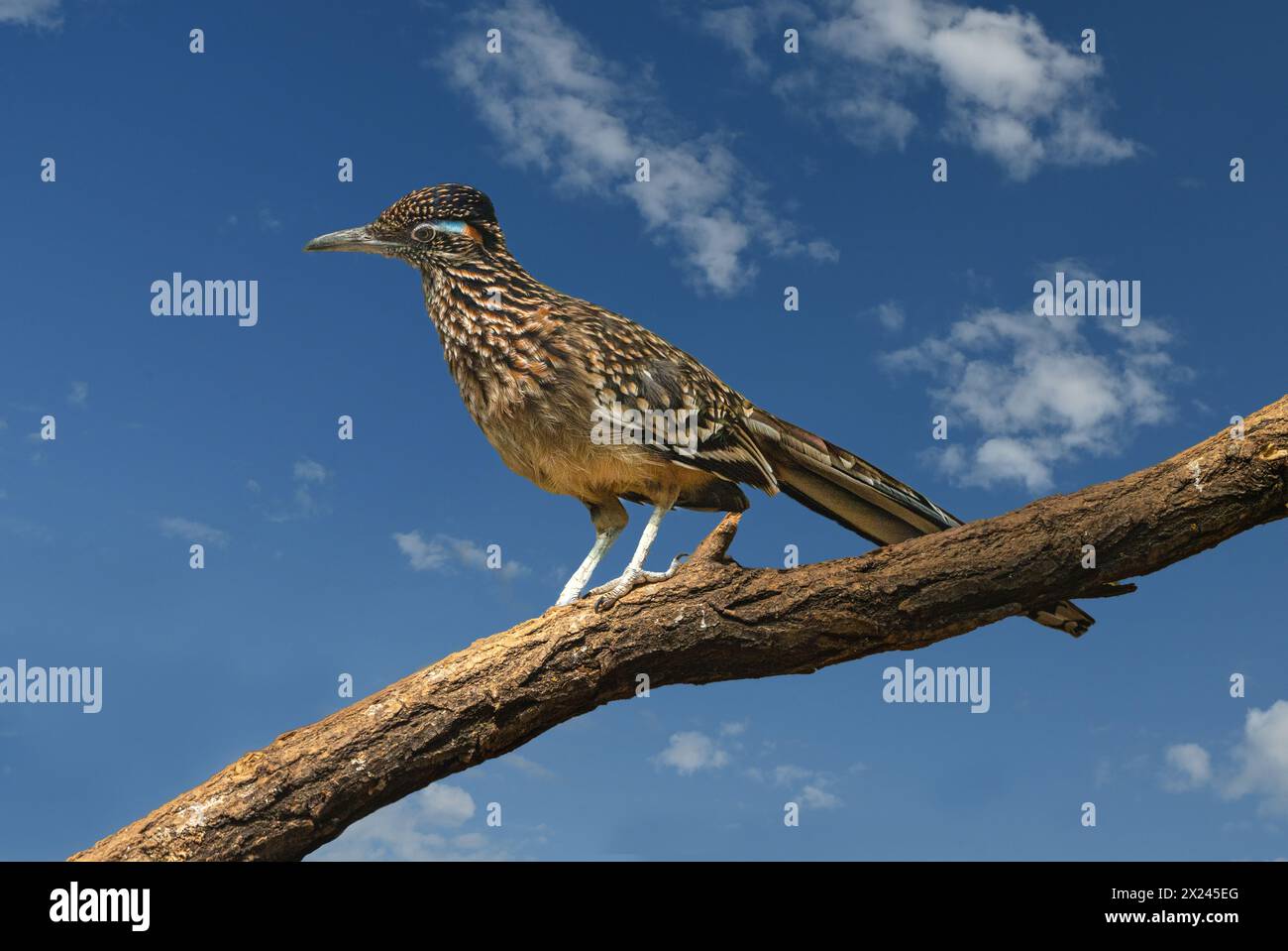 The greater roadrunner (Geococcyx californianus) is a long-legged bird ...