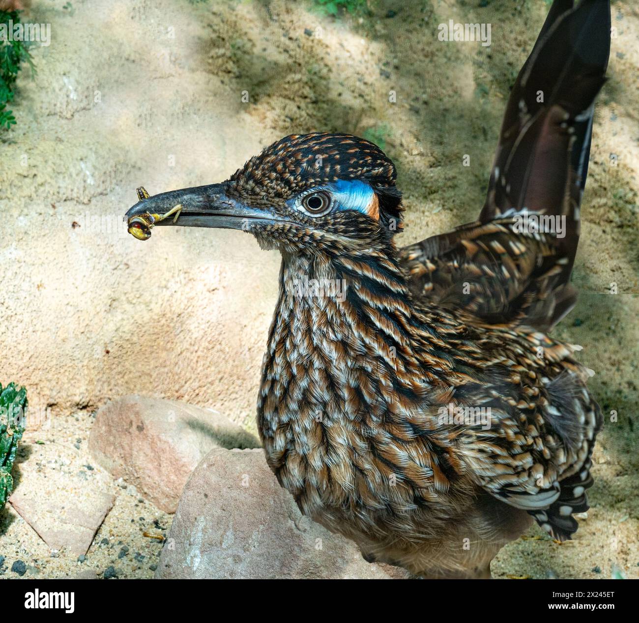 The greater roadrunner (Geococcyx californianus) is a long-legged bird ...