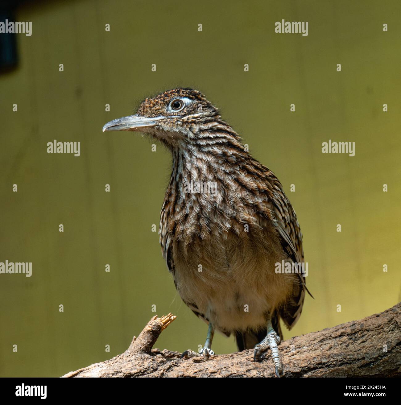 The greater roadrunner (Geococcyx californianus) is a long-legged bird ...