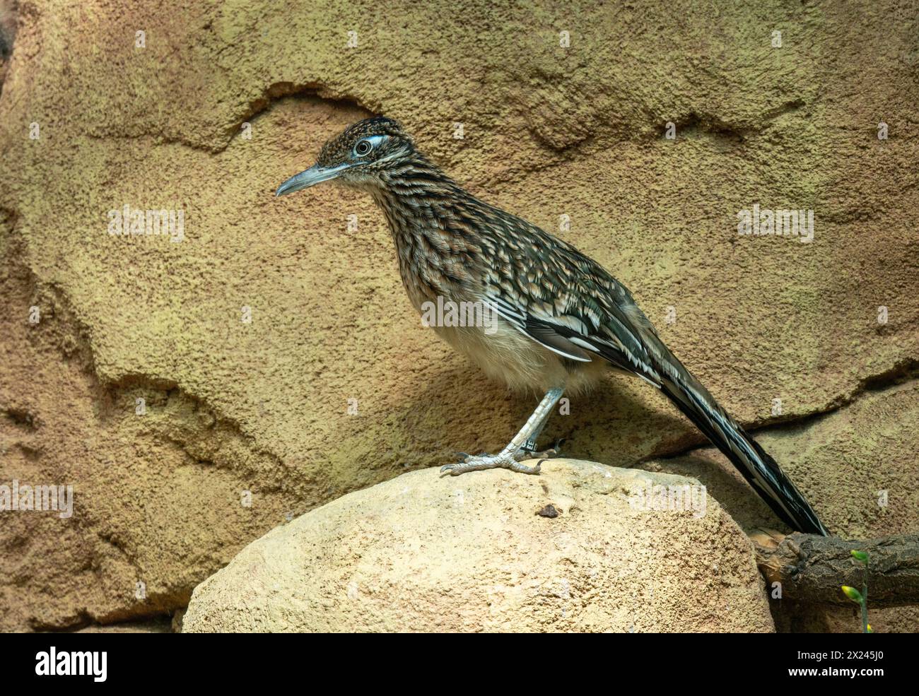 The greater roadrunner (Geococcyx californianus) is a long-legged bird ...