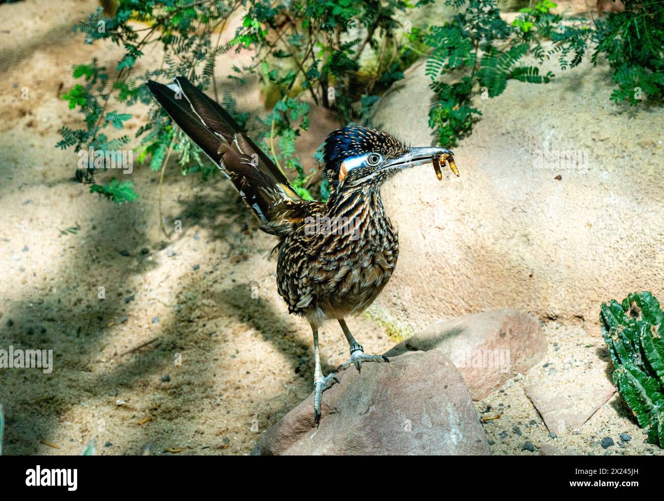 The greater roadrunner (Geococcyx californianus) is a long-legged bird ...