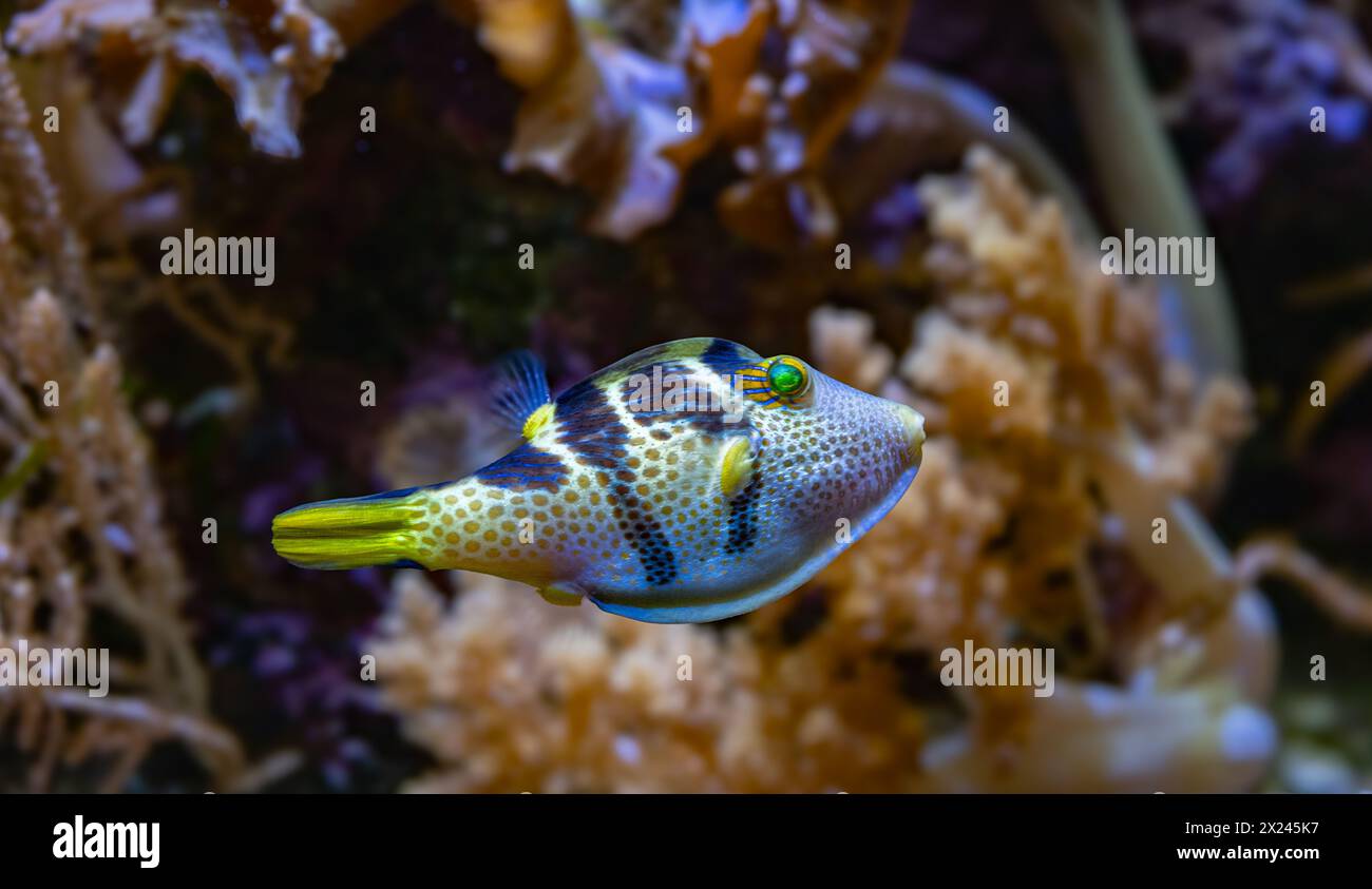 Valentinni´s Sharpnose Puffer (Canthigaster valentini, Sattel ...