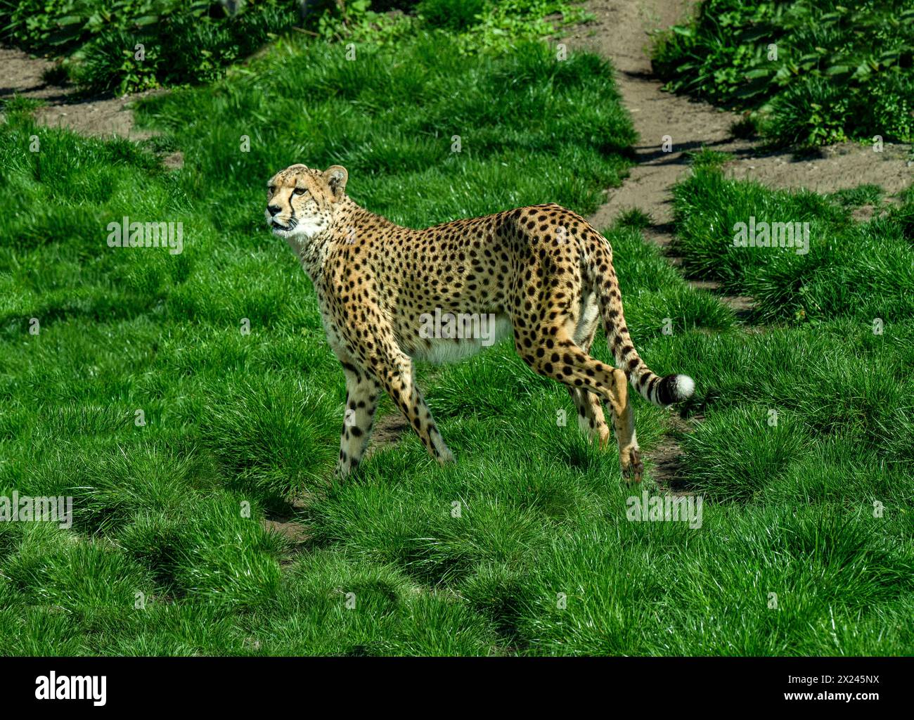 The cheetah (Acinonyx jubatus) is a large cat and the fastest land ...