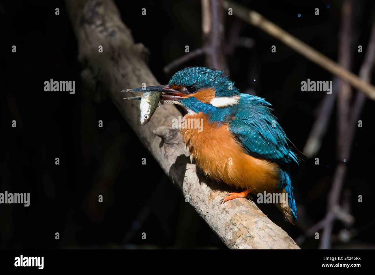 Male Kingfisher with his Stickleback catch Stock Photo - Alamy