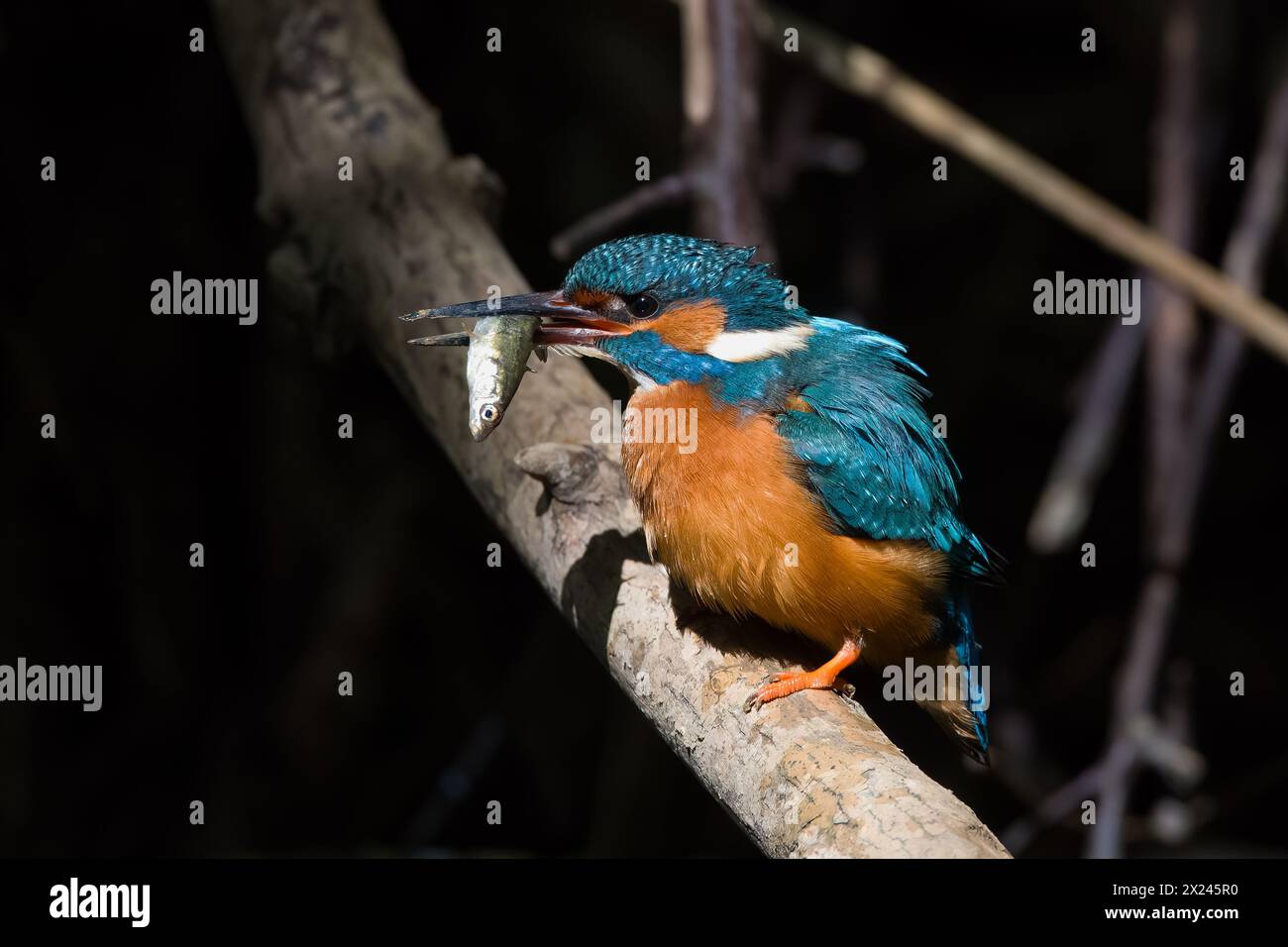 Male Kingfisher with his Stickleback catch Stock Photo - Alamy
