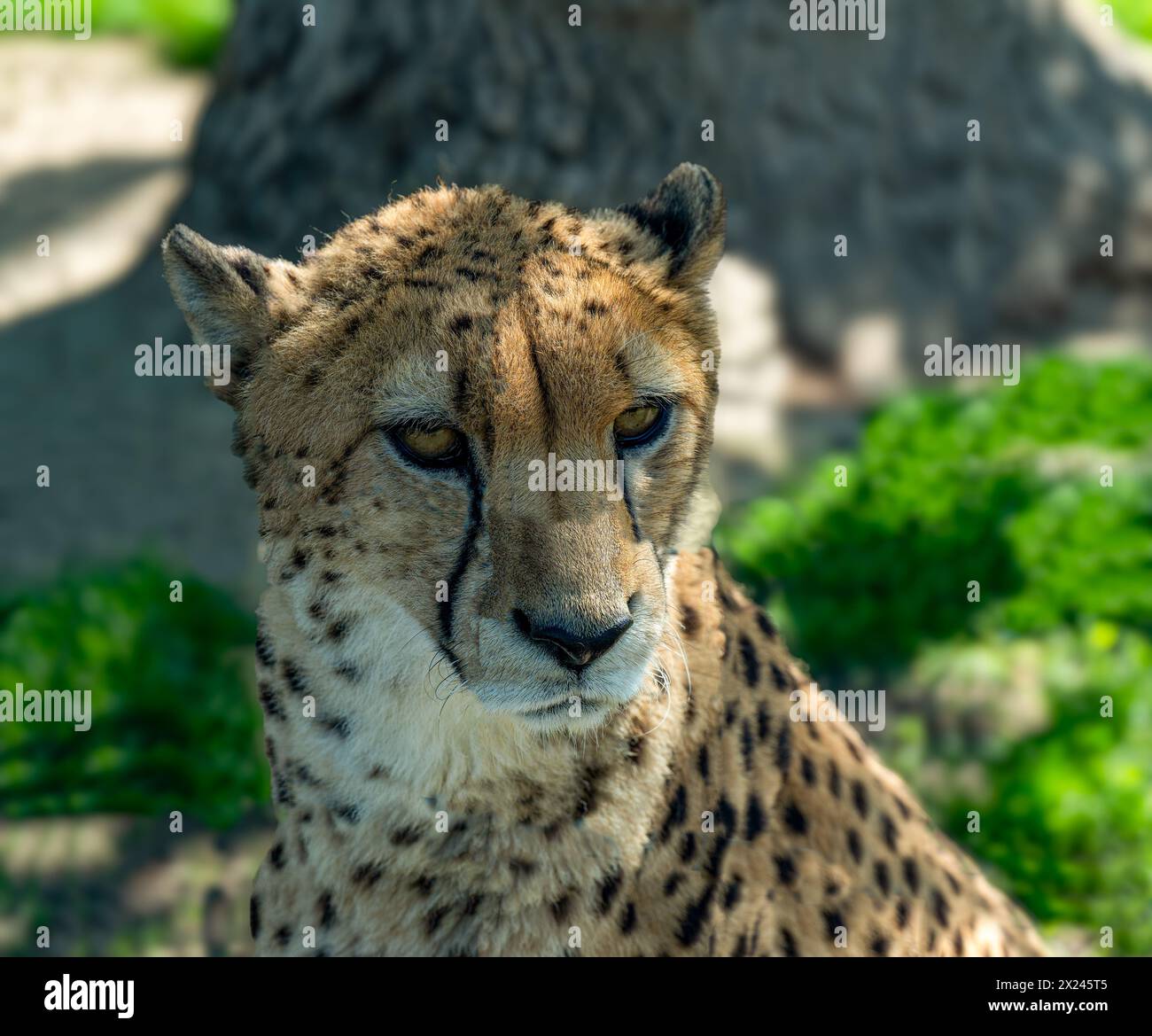 The cheetah (Acinonyx jubatus) is a large cat and the fastest land ...