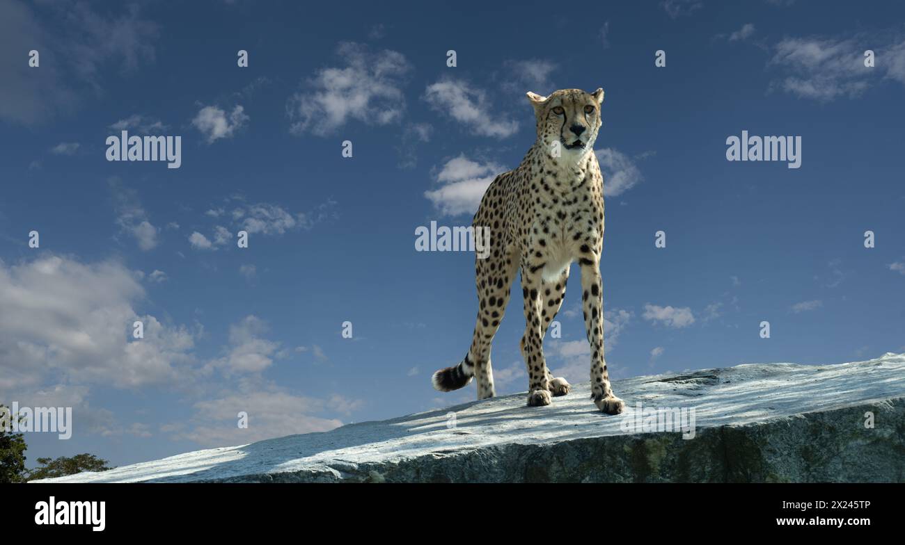 The cheetah (Acinonyx jubatus) is a large cat and the fastest land ...