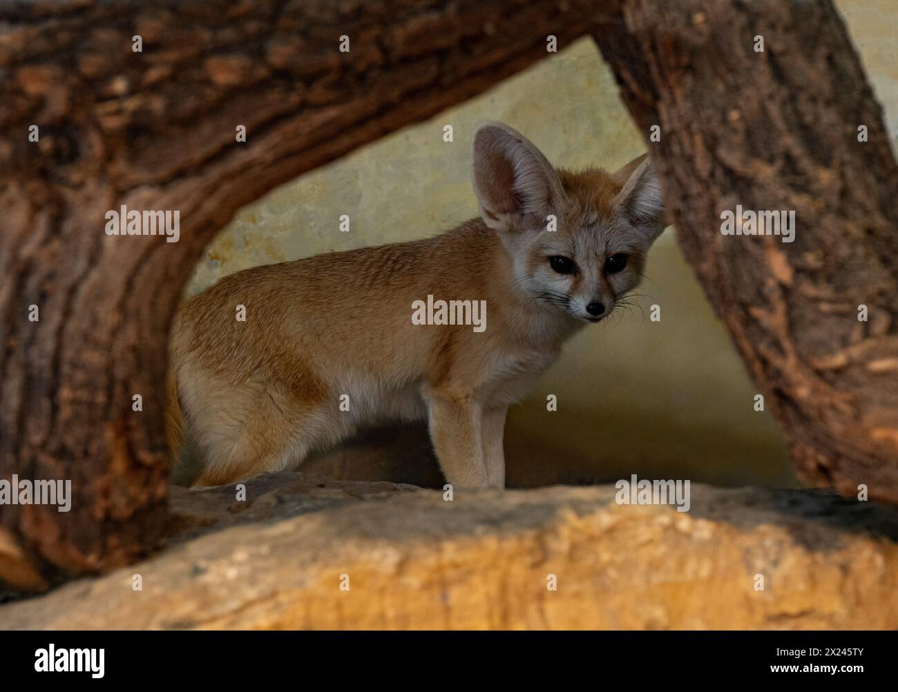 Fennek fennecus zerda hi-res stock photography and images - Alamy