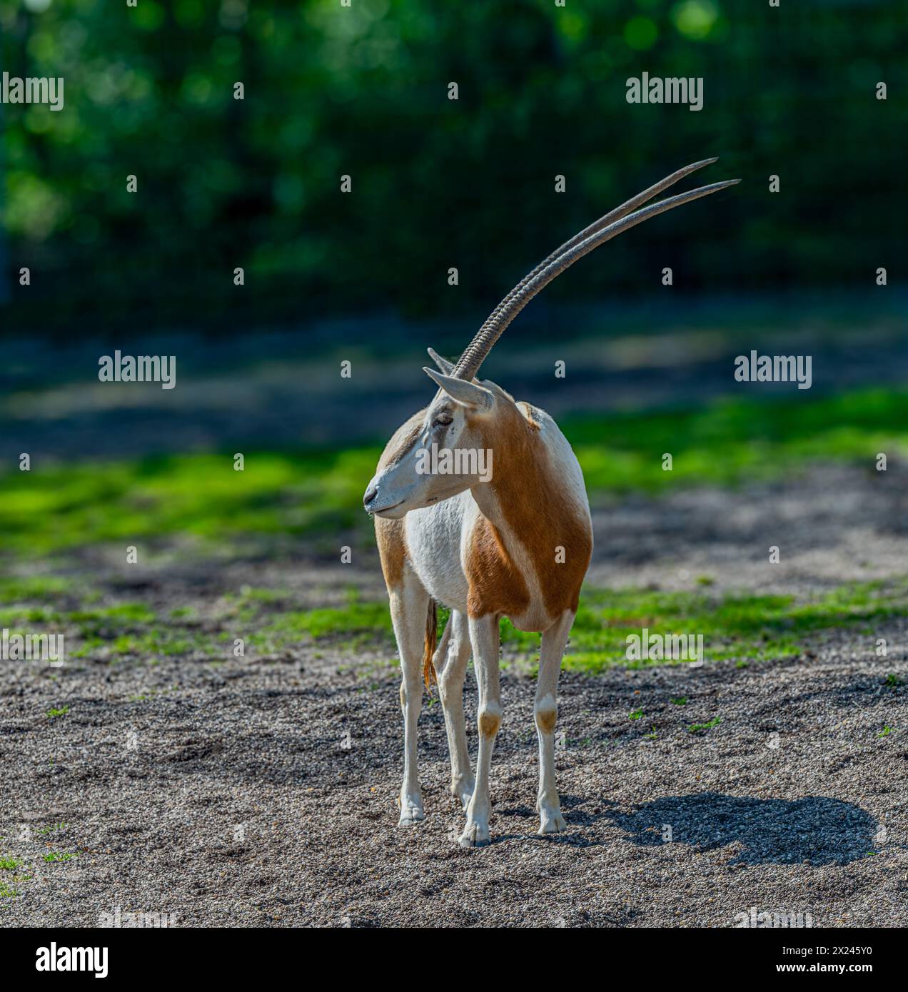 The scimitar oryx (Oryx dammah), also known as the scimitar-horned oryx ...