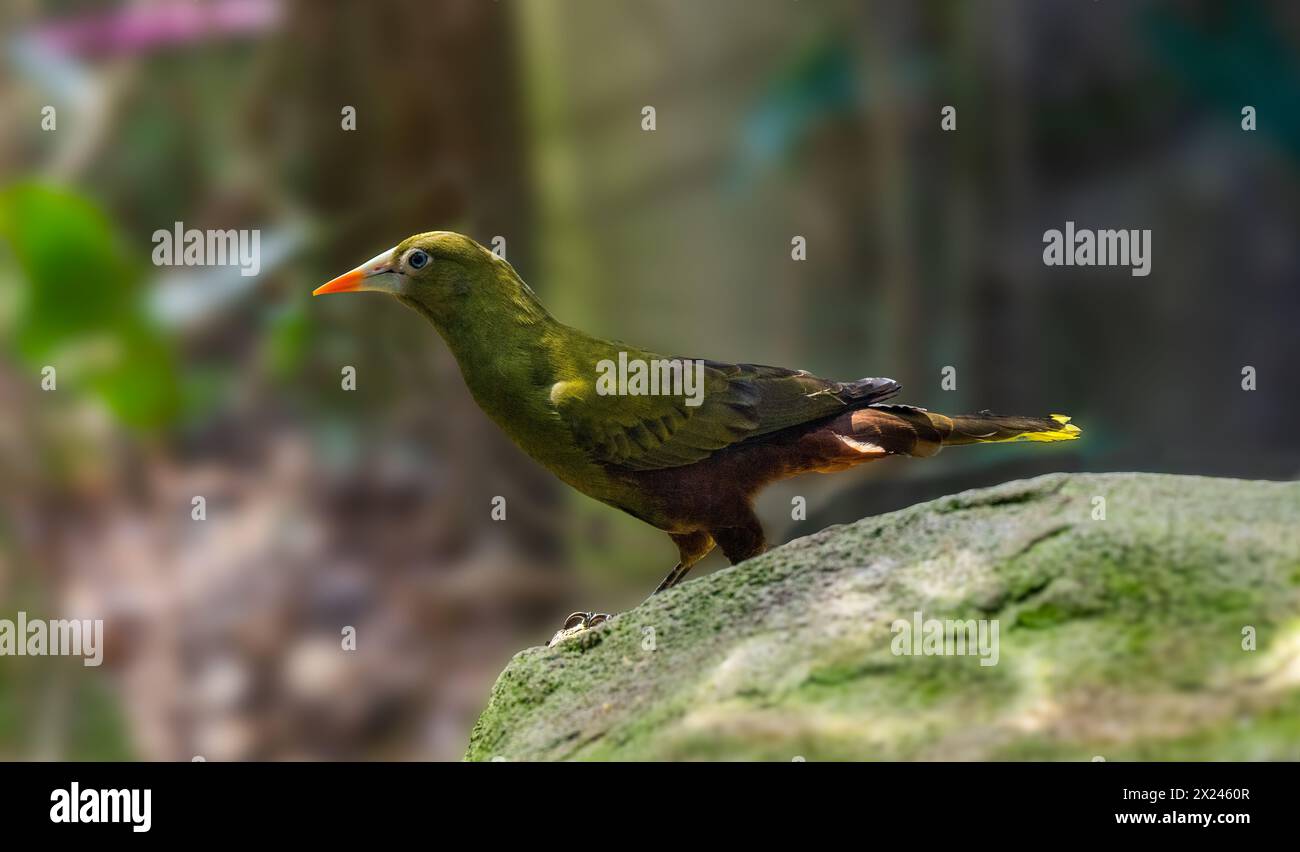 Green oropendola psarocolius viridis hi-res stock photography and ...