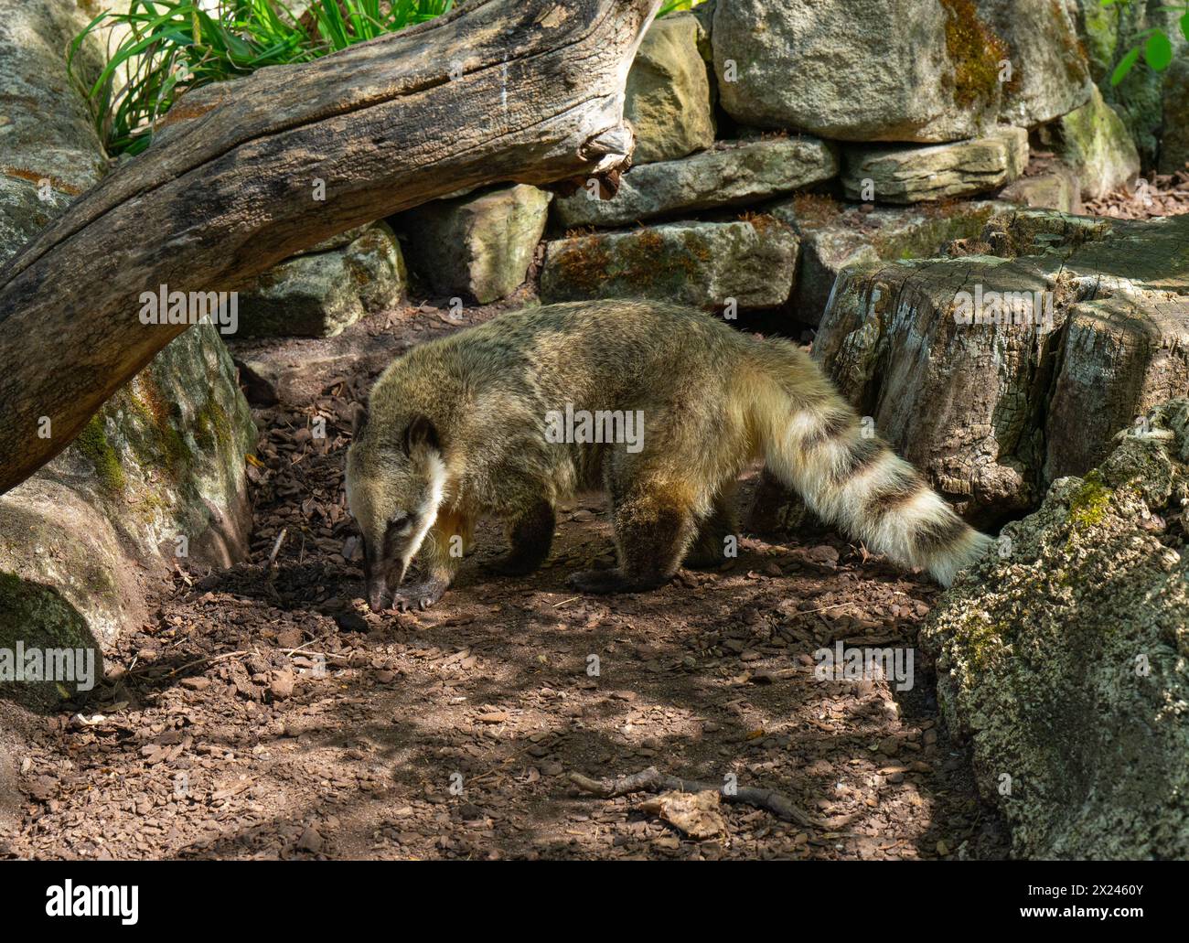 Cute coati nasua wild hi-res stock photography and images - Alamy