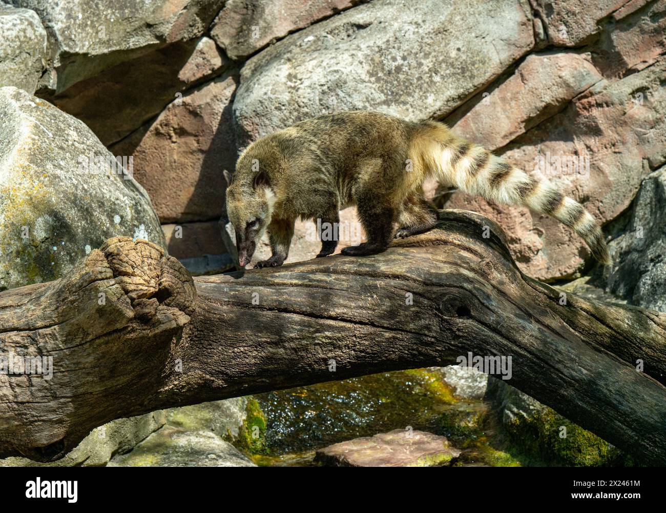 South American coati or ring-tailed coati (Nasua nasua Stock Photo - Alamy
