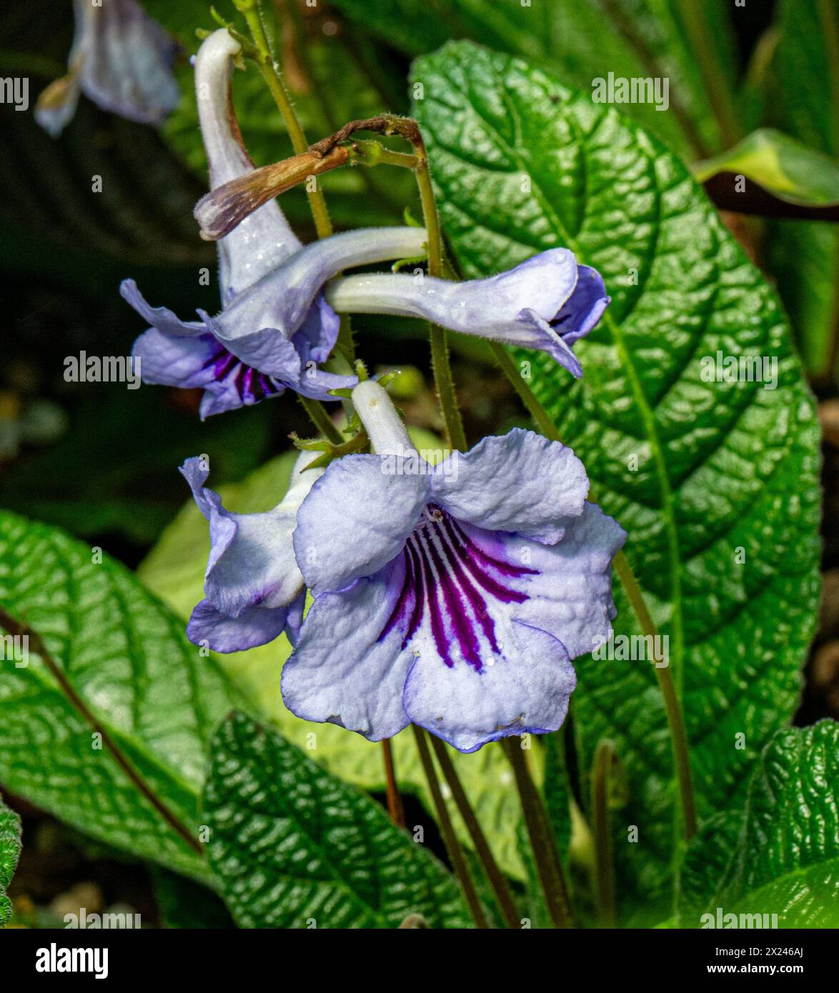 Streptocarpus x hybride hi-res stock photography and images - Alamy