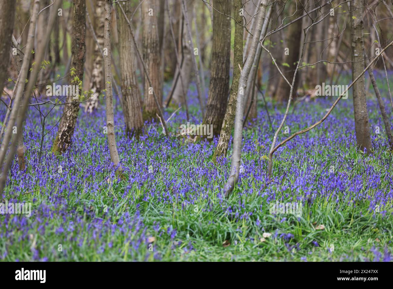 Bluebells in Kings Wood, Challock, April 2024, in Kent, UK Stock Photo ...