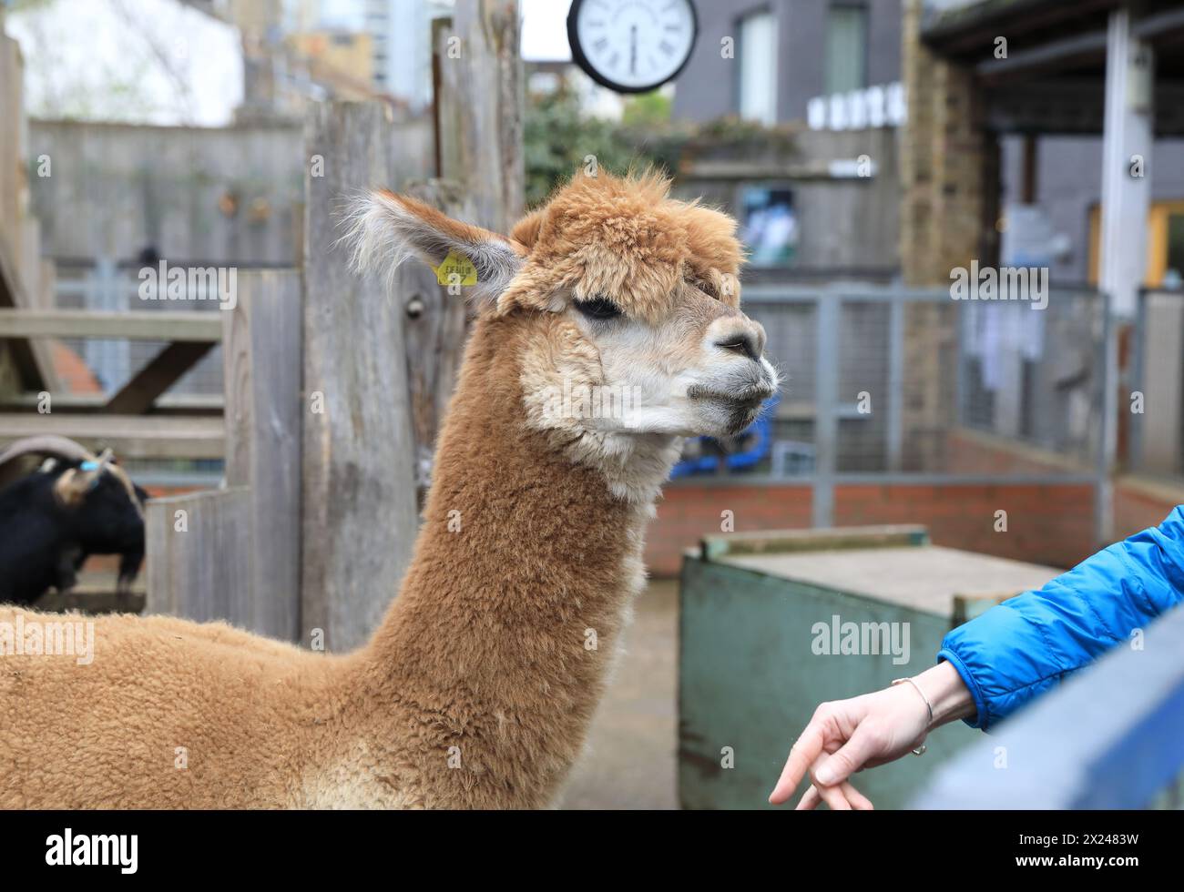 Vauxhall city farm in vauxhall hi-res stock photography and images - Alamy