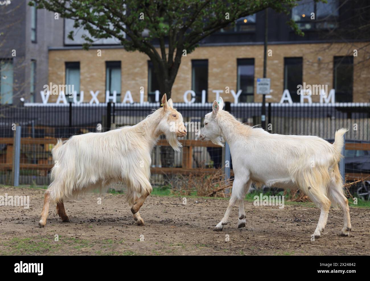 Goats at Vauxhall City Farm, one of the oldest and most central city ...