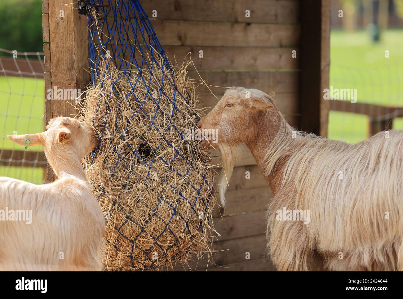 Goats at Vauxhall City Farm, one of the oldest and most central city ...