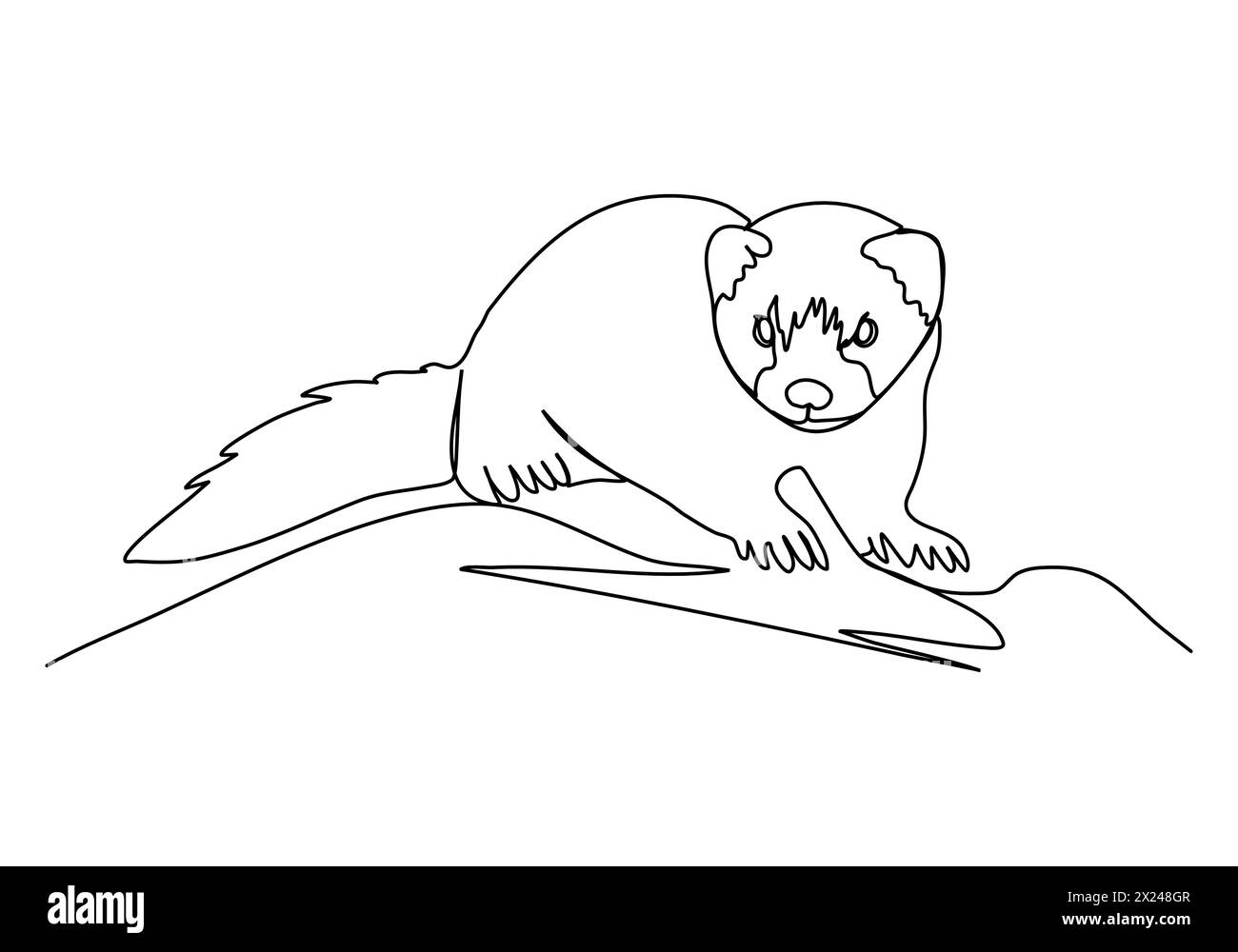 Ferret, one line drawing vector illustration Stock Vector Image & Art ...