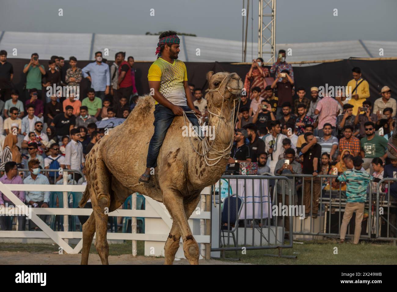 Dhaka, Bangladesh. 19th Apr, 2024. A Camel owner shows off his camel ...