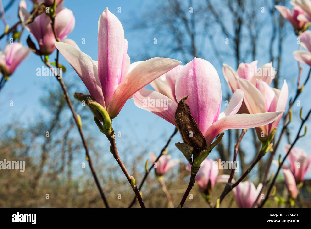 blooming beautiful magnolia flower in the botanical garden Stock Photo ...
