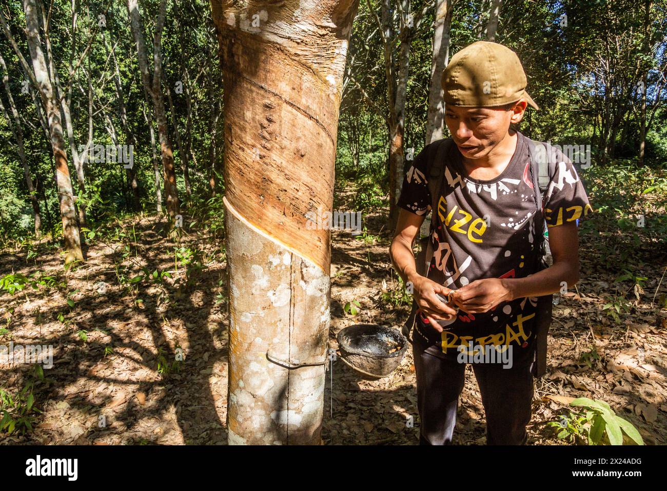 LUANG NAMTHA, LAOS - NOVEMBER 15, 2019: Local guide in rubber tree ...