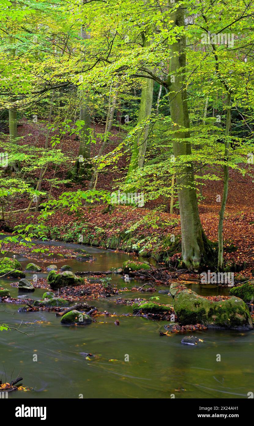 Environment, forest and nature with lake in summer for conservation or ...