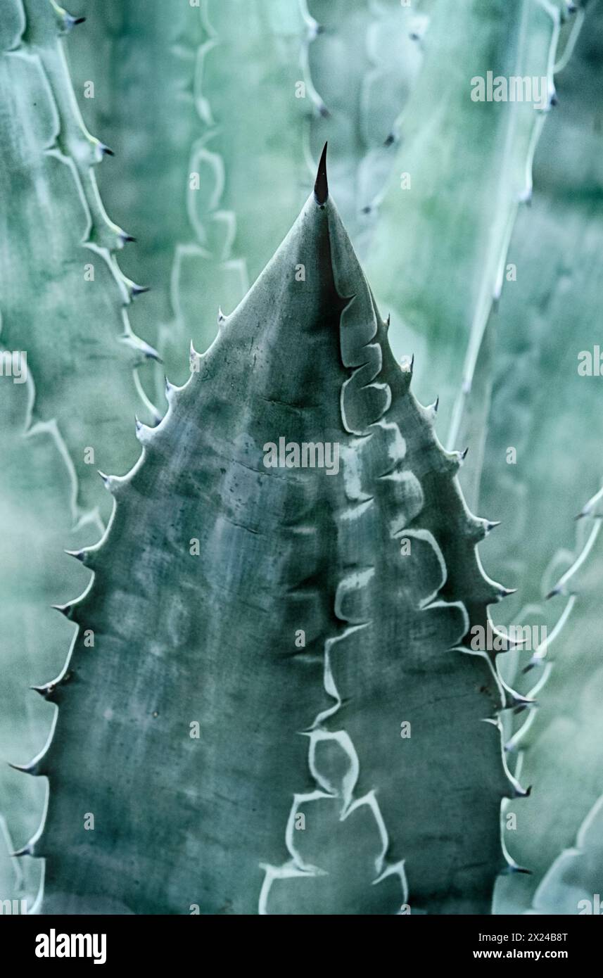 A detail view of an agave leaf with a sharp needle spine at the tim ...