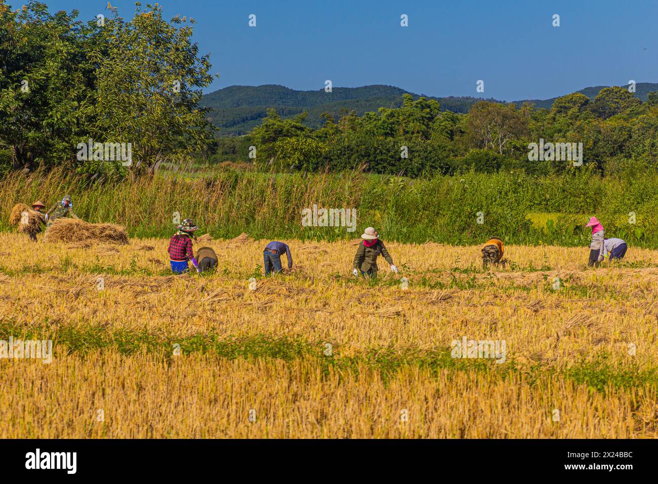 Muang sing laos november hi-res stock photography and images - Alamy