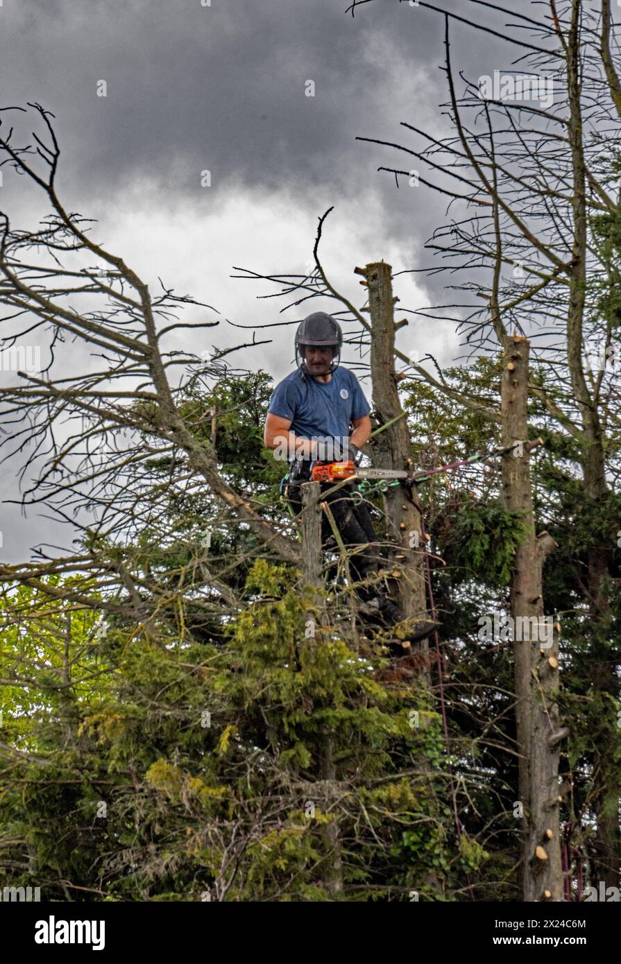 Lumberjack at work Stock Photo - Alamy
