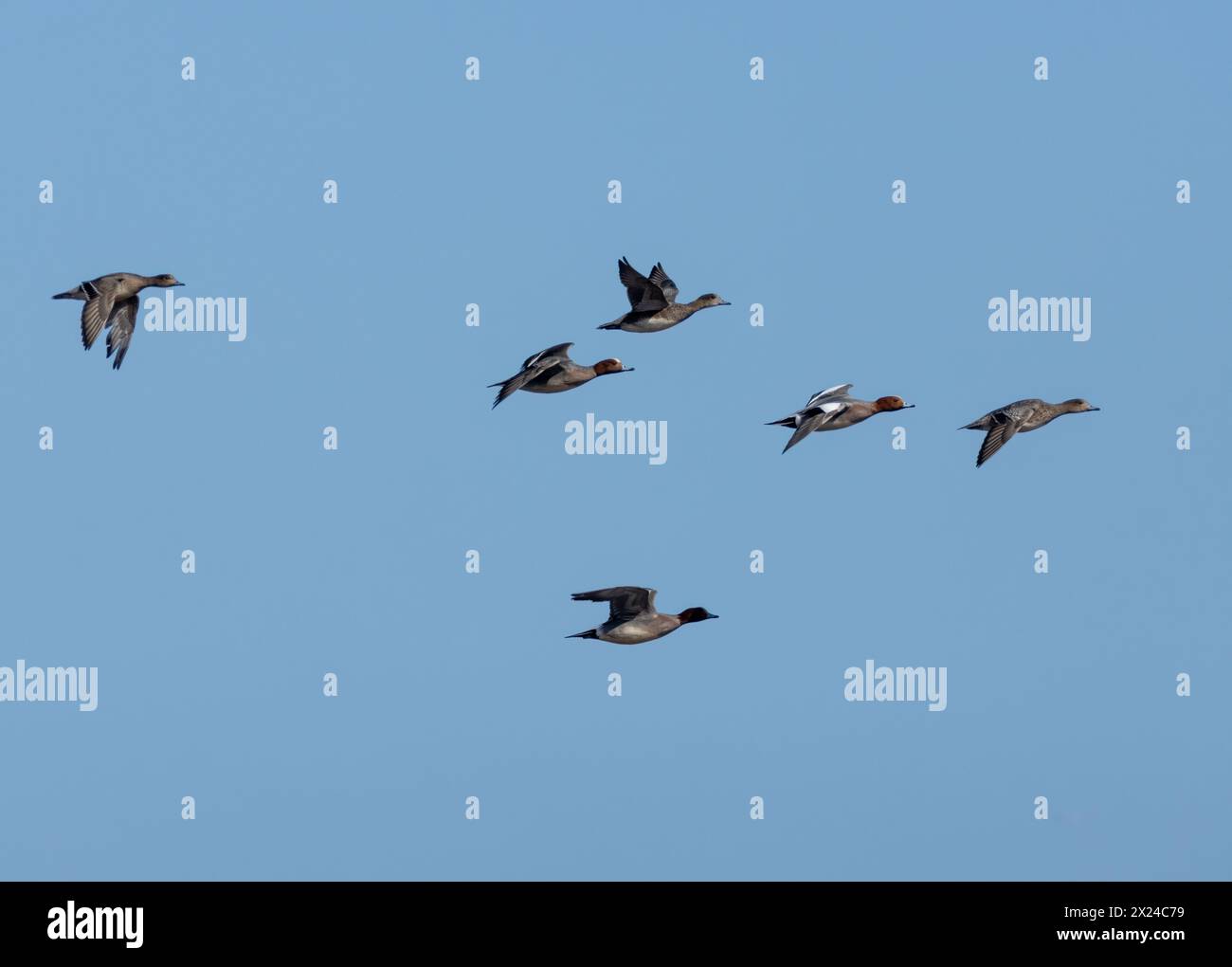 Flock o teal ducks in flight with blue sky Stock Photo - Alamy