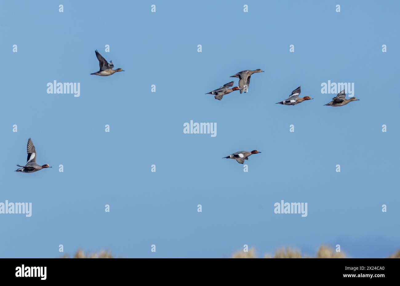 Flock o teal ducks in flight with blue sky Stock Photo - Alamy