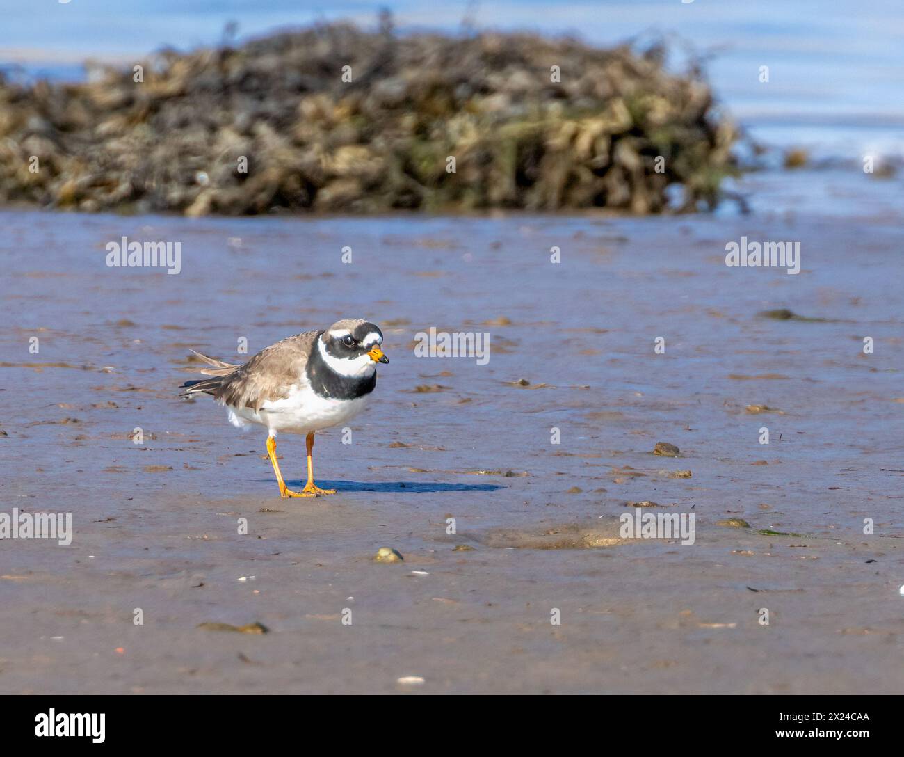 Single ringed plover standing on the sandy beach Stock Photo - Alamy