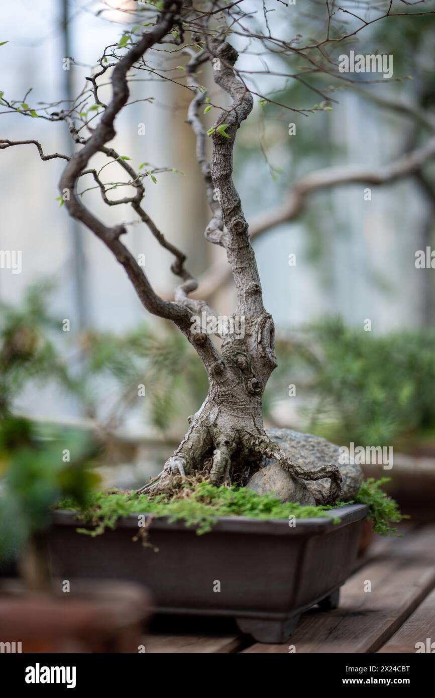 Japanese bonsai tree in early spring with young leaves and buds budding ...