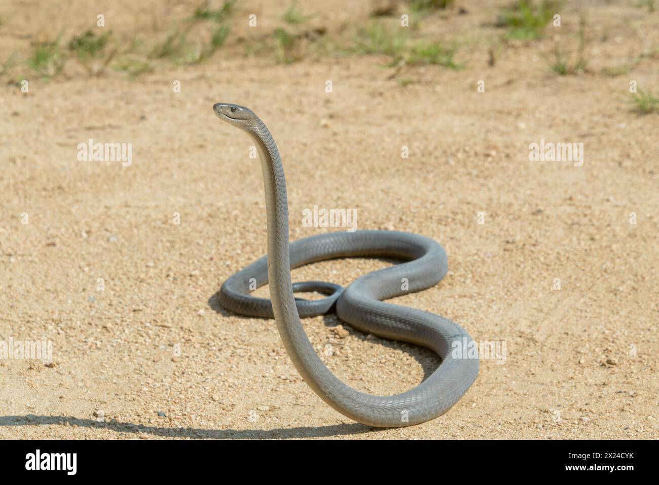 A highly venomous black mamba (Dendroaspis polylepis) photographed as ...
