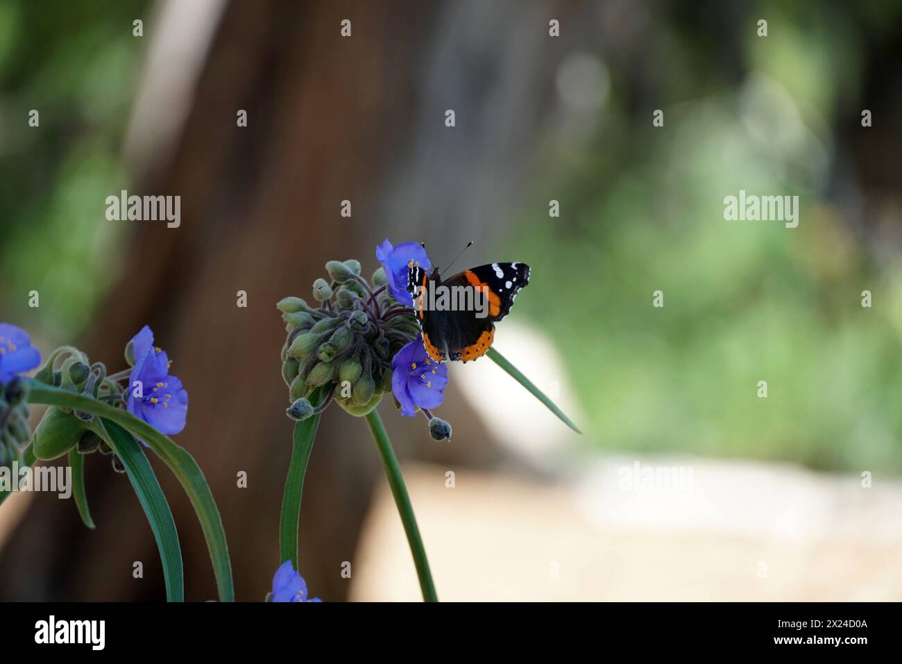 Red admiral flying hi-res stock photography and images - Alamy