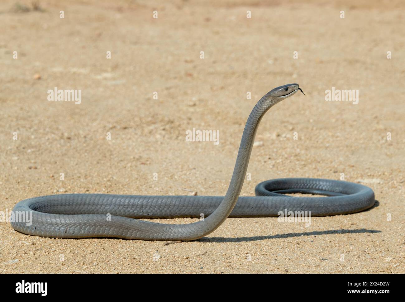 A highly venomous black mamba (Dendroaspis polylepis) photographed as ...