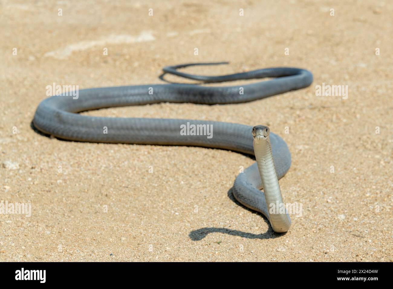 A highly venomous black mamba (Dendroaspis polylepis) photographed as ...