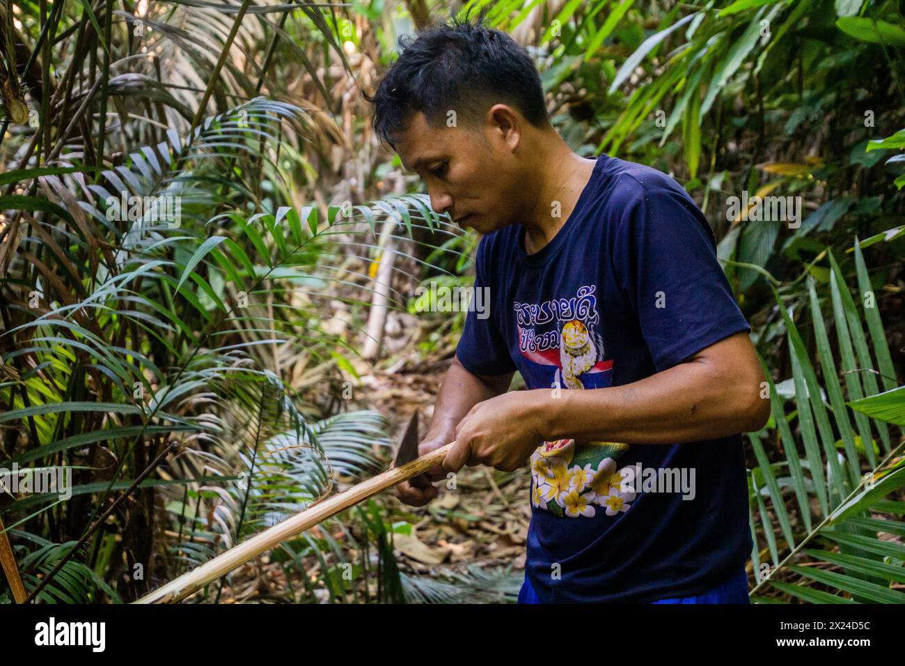 LUANG NAMTHA, LAOS - NOVEMBER 18, 2019: Local guide cutting rattan in a ...