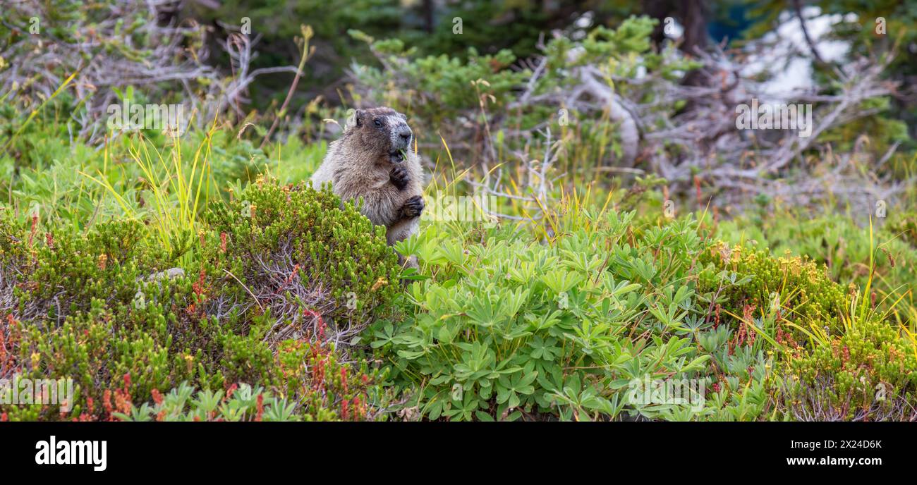 Large Marmot eating grass in Canadian Nature Stock Photo - Alamy