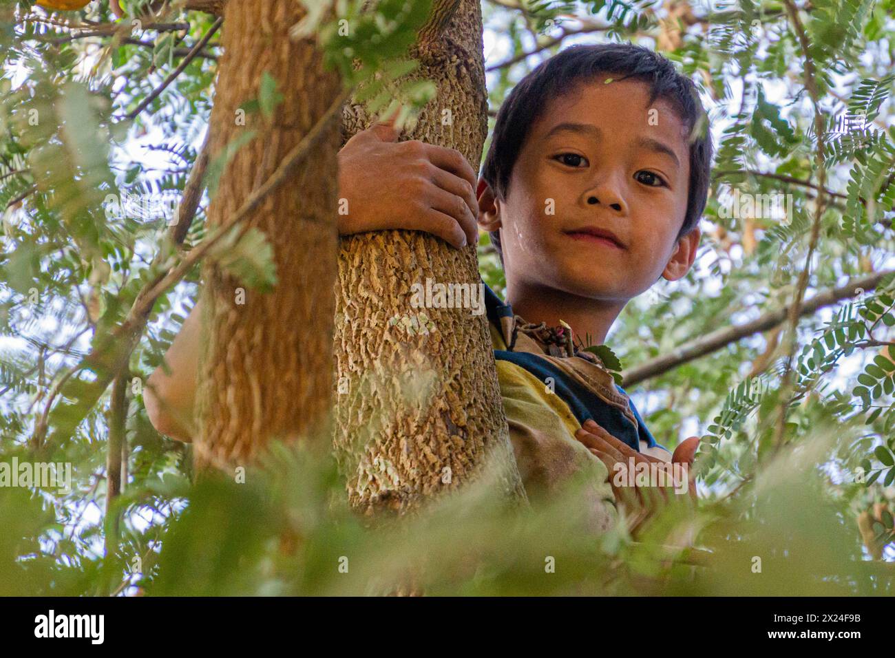 NAMKHON, LAOS - NOVEMBER 18, 2019: Local boy on a tree in Namkhon ...